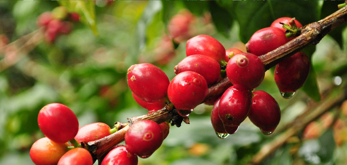 Materiality Assessment- What Really Matters – Thanksgiving Coffee Company