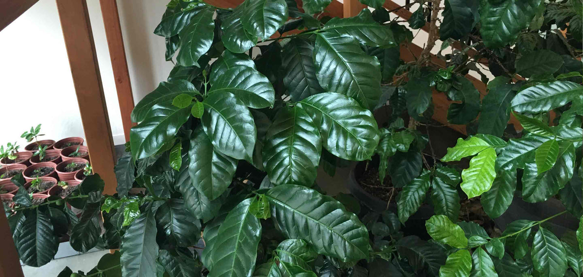 How To Grow Coffee Trees – Thanksgiving Coffee Company