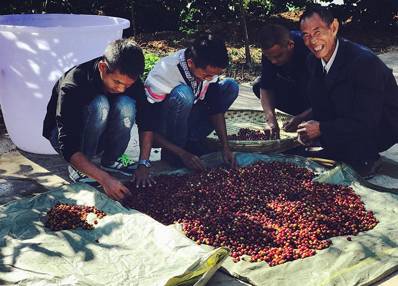 Coffee from Yunnan – Thanksgiving Coffee Company